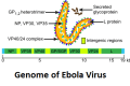 Structure of Ebola Virus
