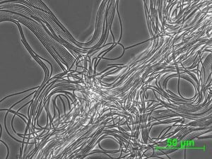Different bacterial Cells arrangements, shapes and sizes - Laboratory ...