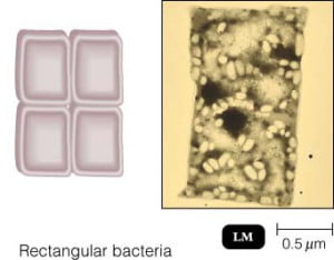 Different Size, Shape and Arrangement of Bacterial Cells