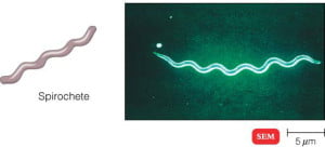 Different Size, Shape and Arrangement of Bacterial Cells