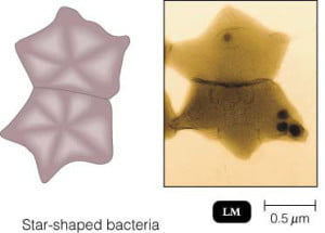 Different bacterial Cells arrangements, shapes and sizes - Laboratory ...