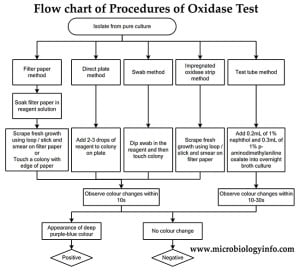 Oxidase Test- Principle, Uses, Procedure, Types, Result Interpretation...