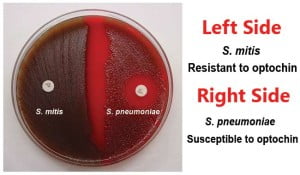 Optochin Susceptibility Test for the identification of Streptococcus ...