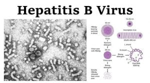 Hepatitis B Virus- Structure, Symptoms, Diagnosis, Treatment + more