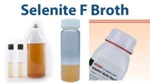 Selenite F Broth- Principle, Uses, Preparation and Result Interpretation