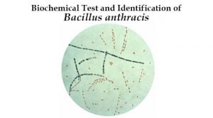 Bacterial Identification