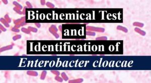 Bacterial Identification