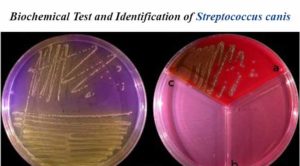 Bacterial Identification