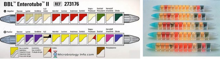 Biochemical Test of Bacteria