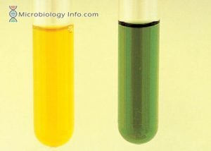 Pyruvate Broth Test - Principle, Procedure, Uses and Interpretation