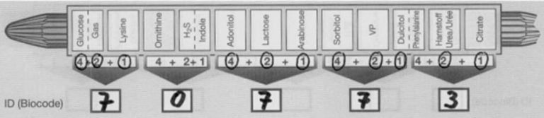 The Enterotube™ II - Procedure, Result Interpretation Limitations