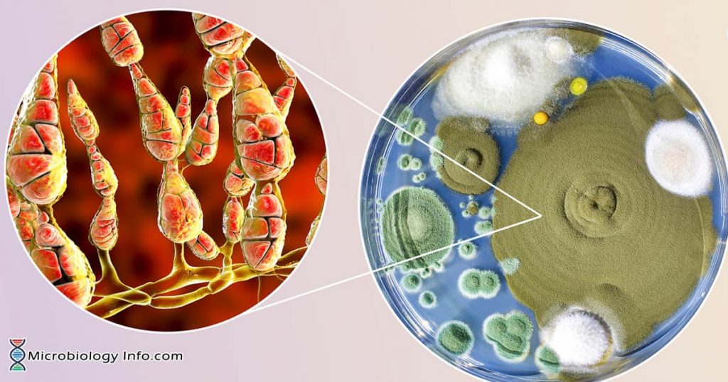 Mycology Archives - Microbiology Info.com