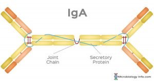 Immunoglobulin A (IgA) - Structure, Properties, Subclasses, Functions