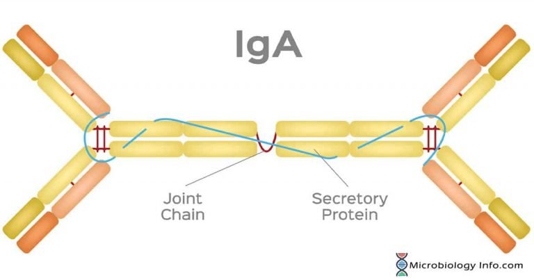 Immunoglobulin A (IgA) - Structure, Properties, Subclasses, Functions