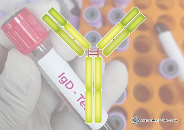 Immunoglobulin D (IgD) – Properties, Structure and Functions ...