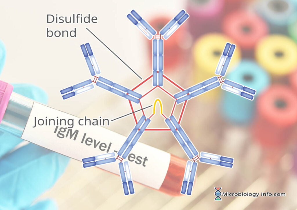 Immunoglobulin M (IgM) – Properties, Structure and Functions - Microbiology Info.com